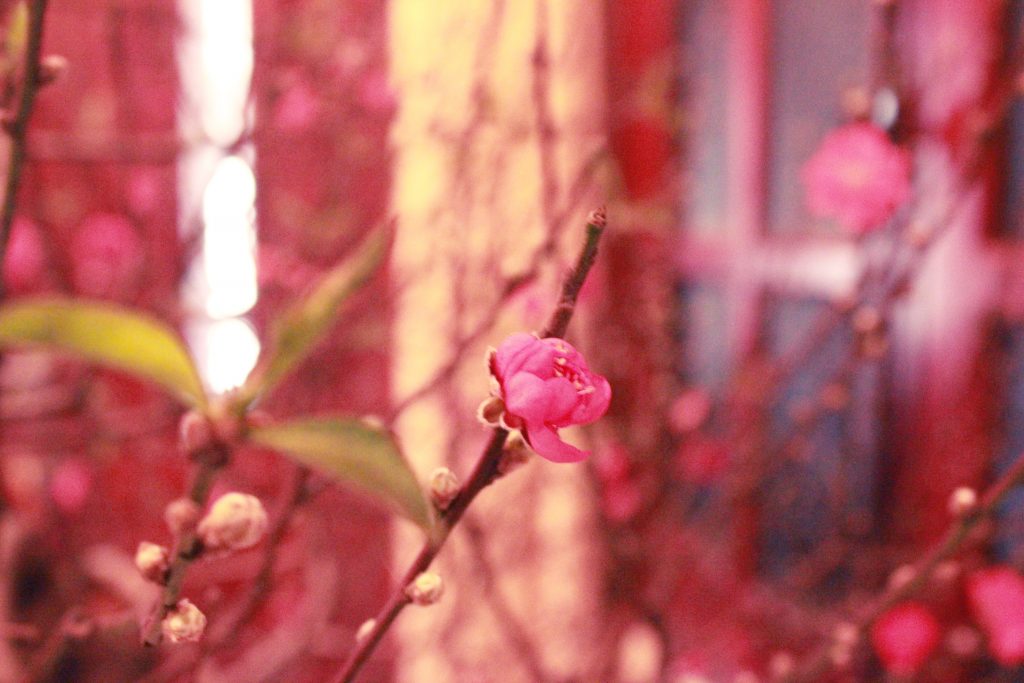 Tet Holiday - INSIDER