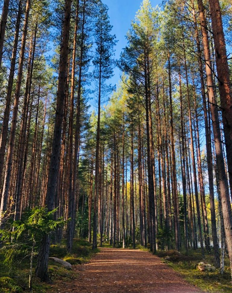 Field trip to Repovesi National Park - INSIDER