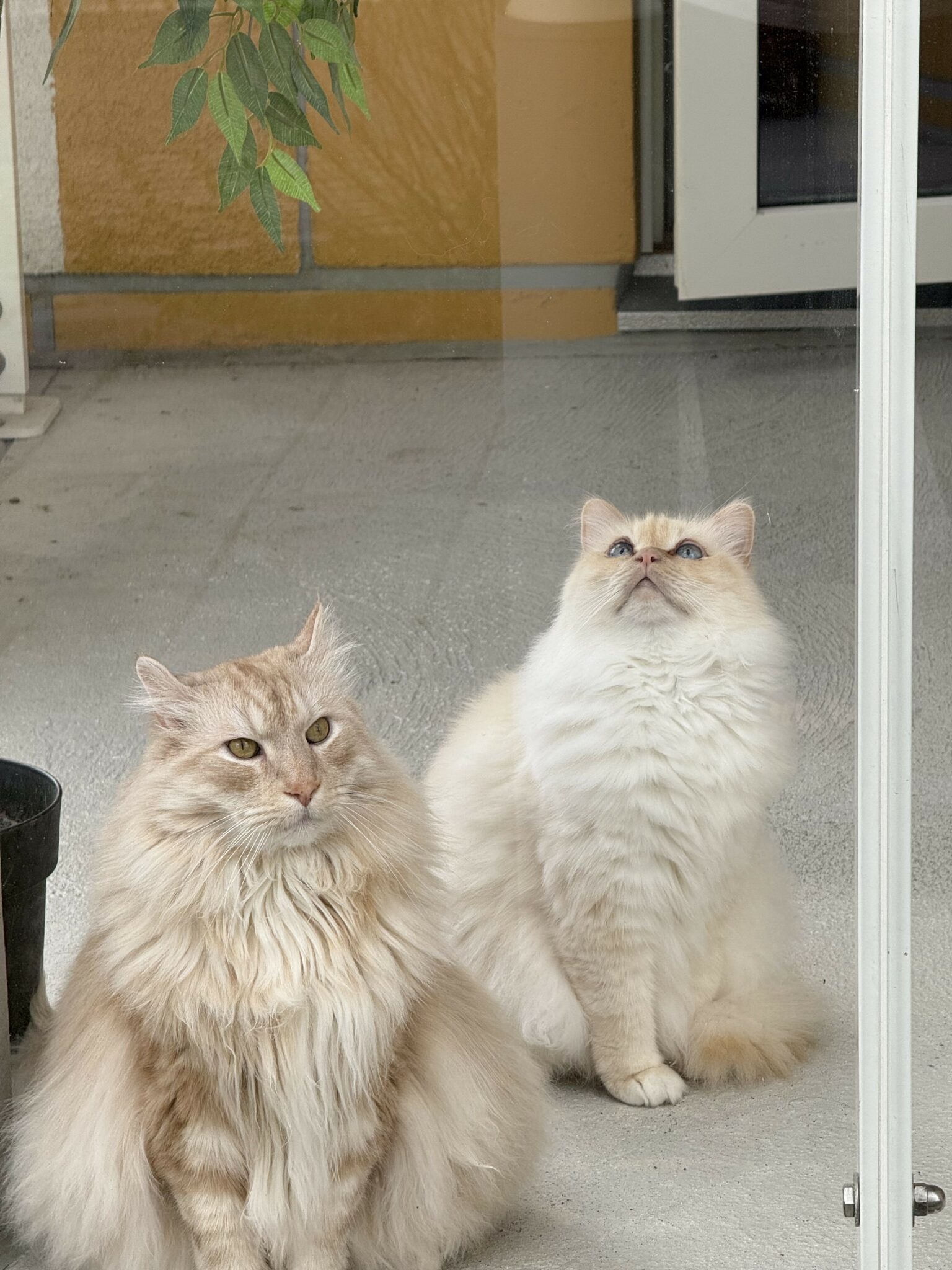 Nine Lives, One Attitude - What Cats Can Teach Us About Confidence ...